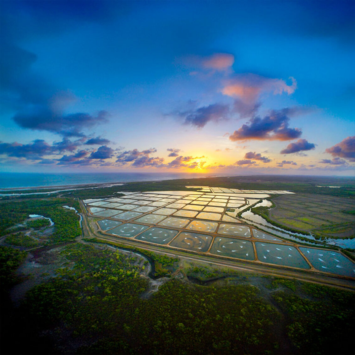 Pacific Reef Fisheries | Newterra
